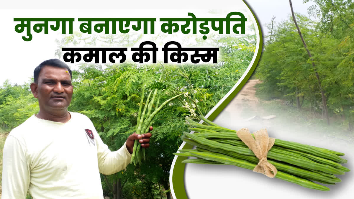मुनगा की ये किस्म बनाएगी करोड़पति, मार्केट में ले जाते ही मच जाती है ...