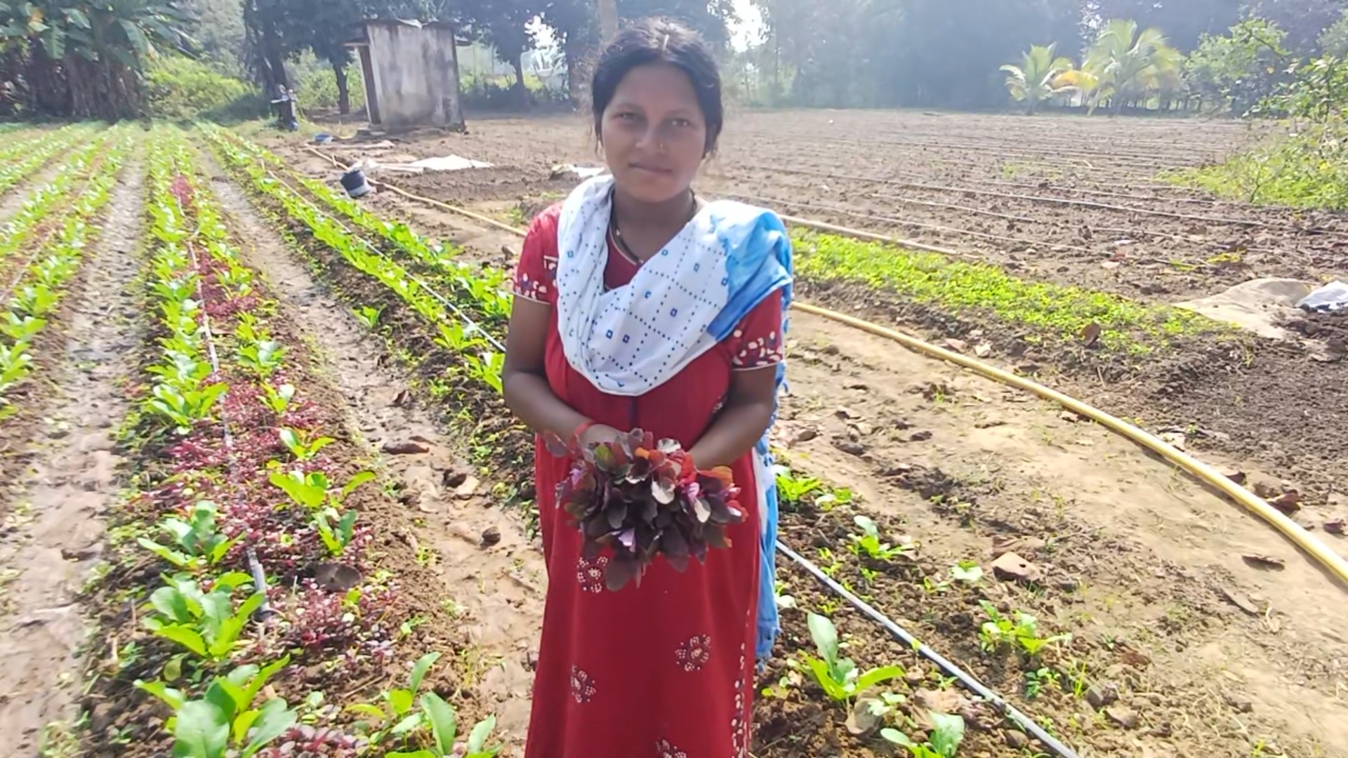 'ATM Farming Model' Transforms Lives Of Farmers In Naxal-Hit Dantewada