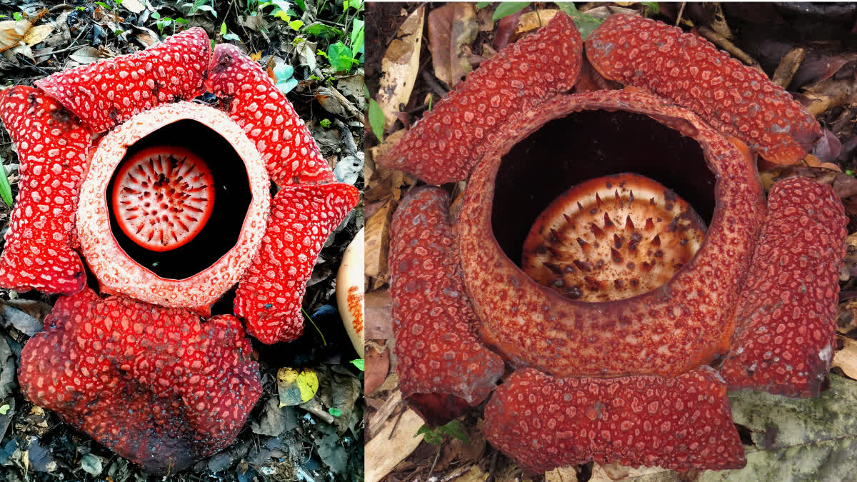 ಪ್ರಪಂಚದ ಅತಿದೊಡ್ಡ ಹೂವು ಯಾವುದು ಗೊತ್ತೇ? ಎಷ್ಟು ಉದ್ದ, ಎಷ್ಟು ತೂಕ!