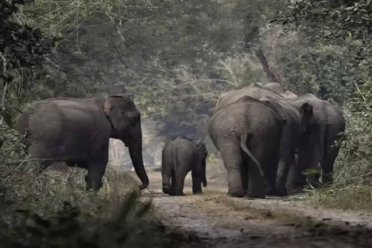 Elephant, calf found dead in separate incidents in Assam's Mariani and ...
