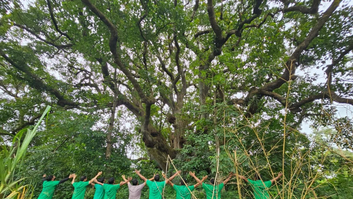 600-Year-old 'Behda' Tree Is Attracting Foreign Visitors