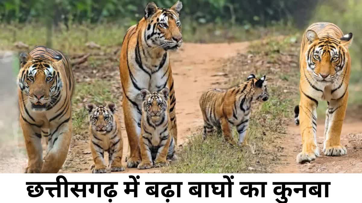 छत्तीसगढ़ में बढ़ा बाघों का कुनबा, जानिए प्रदेश में कहां कितने हैं बाघ ...
