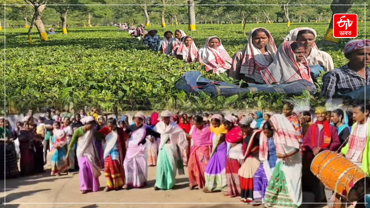 চাহ শ্ৰমিকলৈ ভূমিপট্টা: বাগানে বাগানে আনন্দৰ লহৰ, ঝুমুৰৰ ছন্দত মামাৰ জয়গান