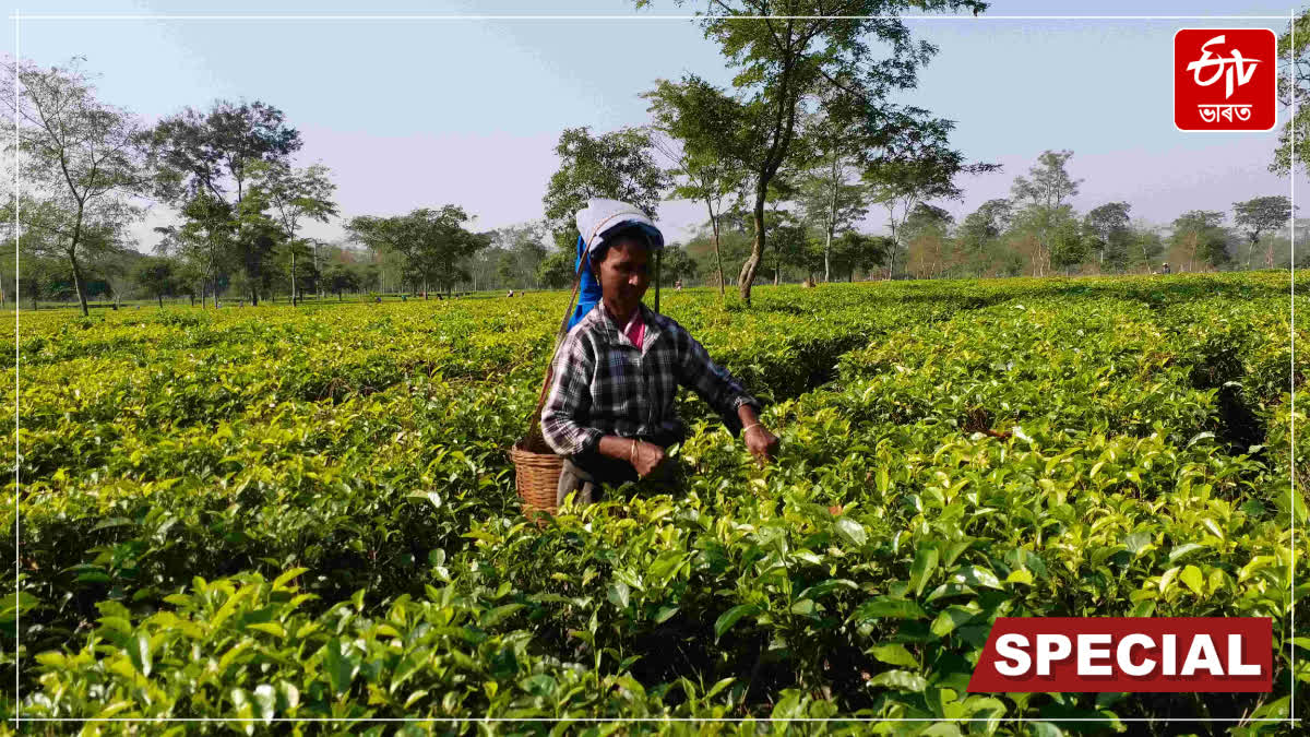 ২০০ বছৰীয়া দাসত্বৰ অন্ত: চাহ শ্ৰমিকলৈ ভূমিপট্টা ঘোষণাই আনিছে আনন্দৰ জোৱাৰ