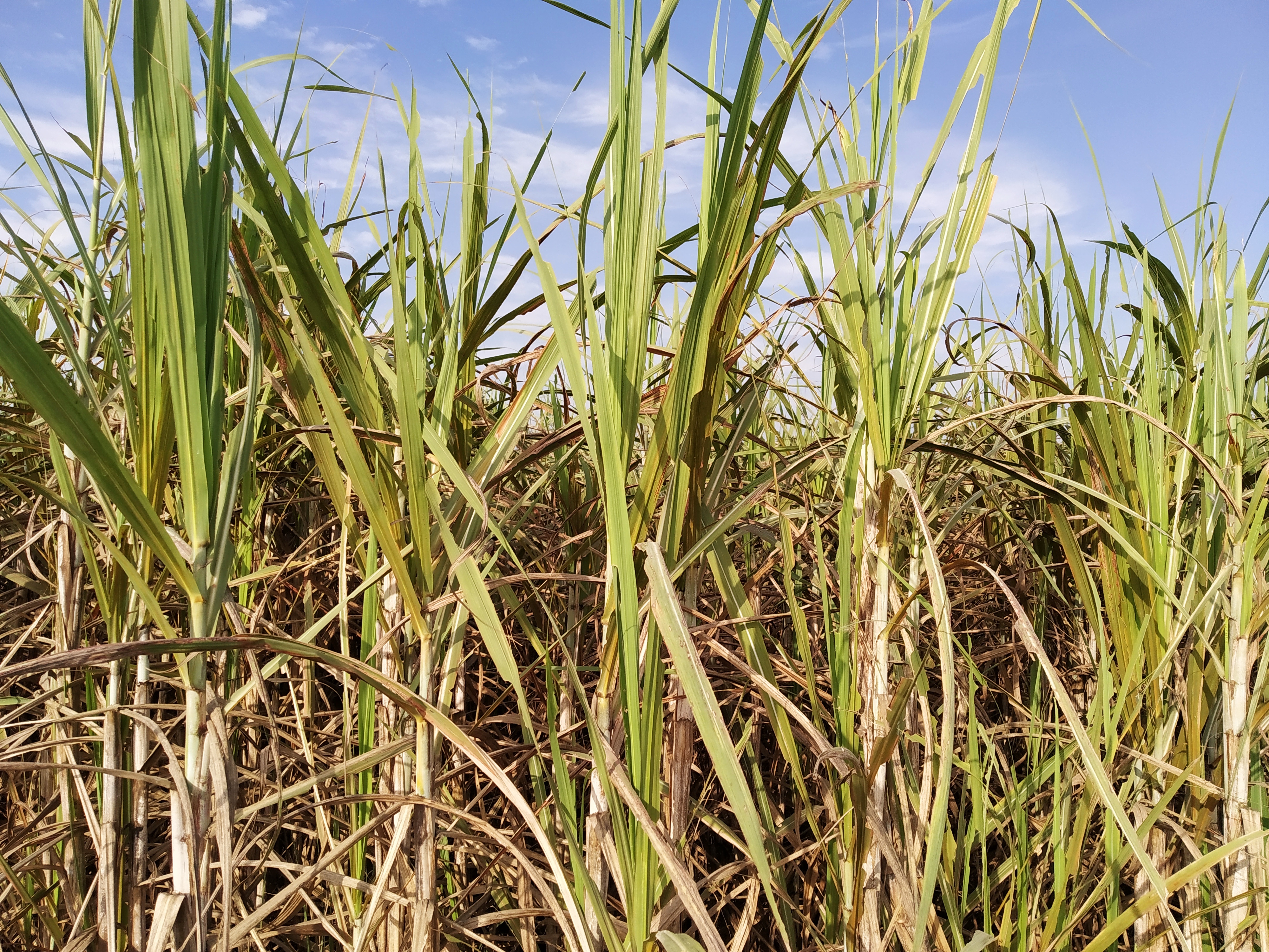 Bihar Govt Launches Major Initiative To Revive Sugar Mills And Create Jobs