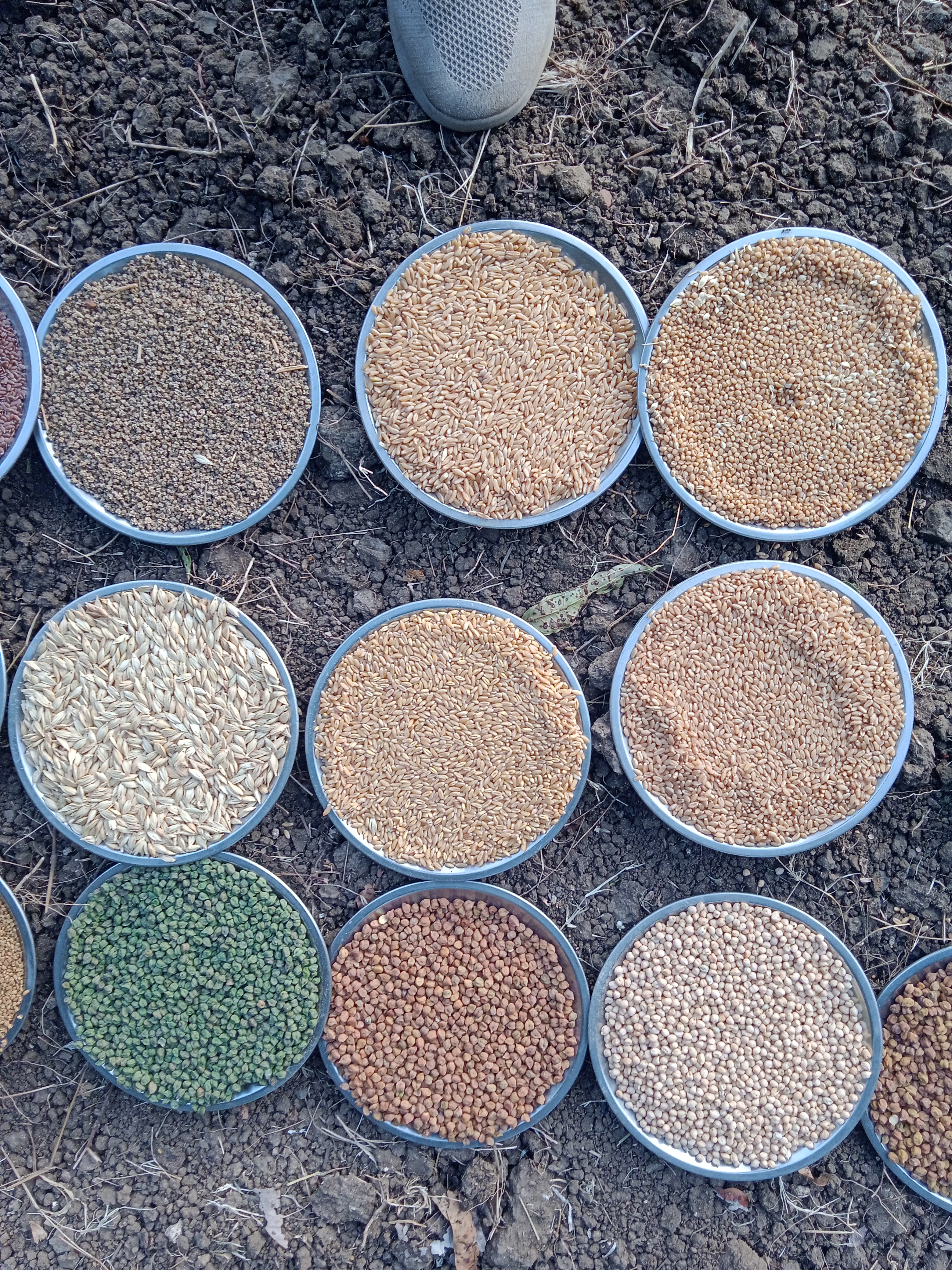Sagar Farmer On A Mission To Conserve Indigenous Seeds