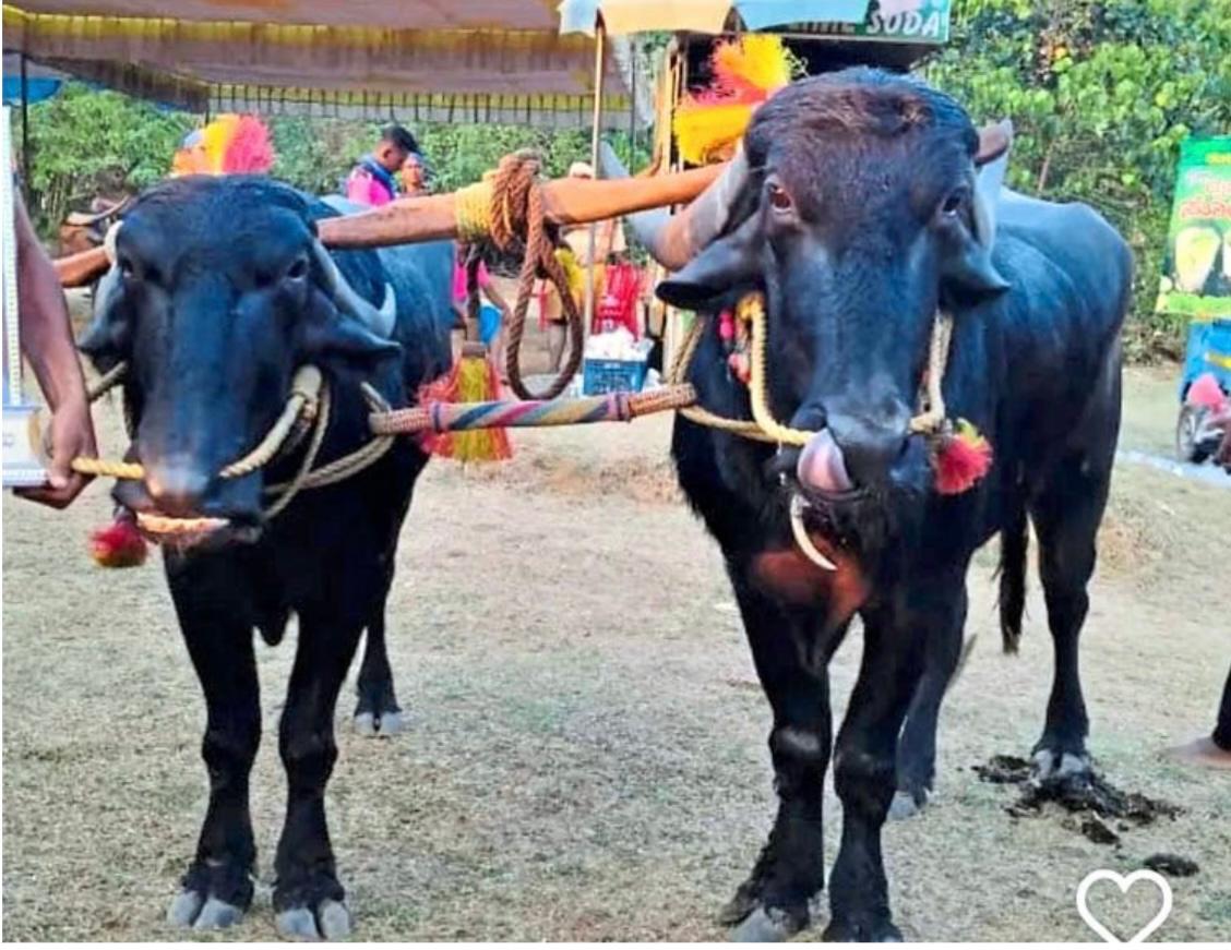 Kambala Jockey Sets Record Timing Of 10.87 Seconds Just For 125 Meteres