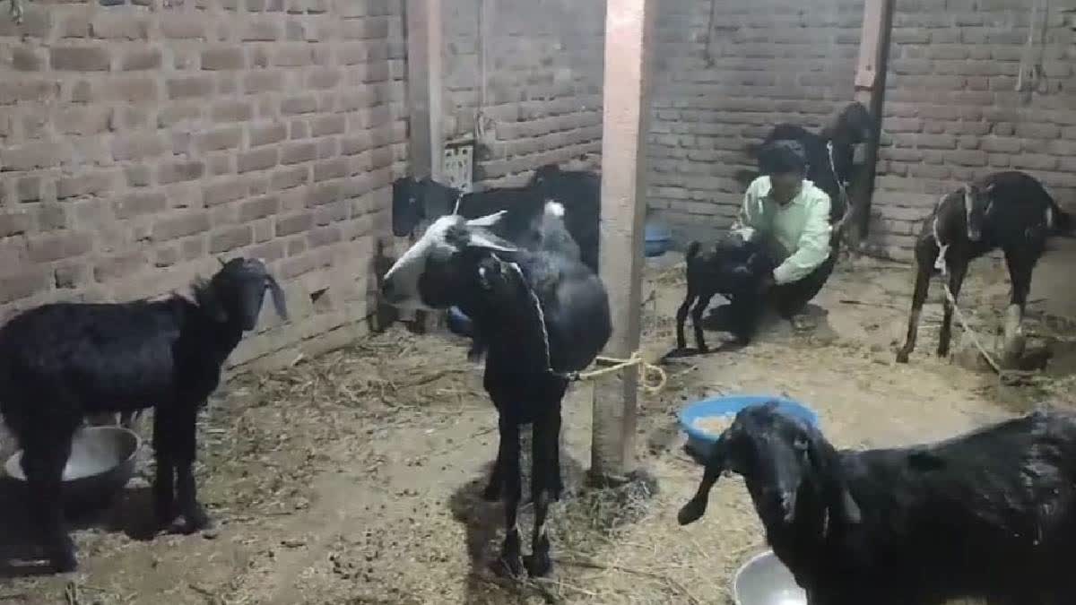 Maharashtra's 'Goat Bank' Makes Disaster-Hit Families Financially ...