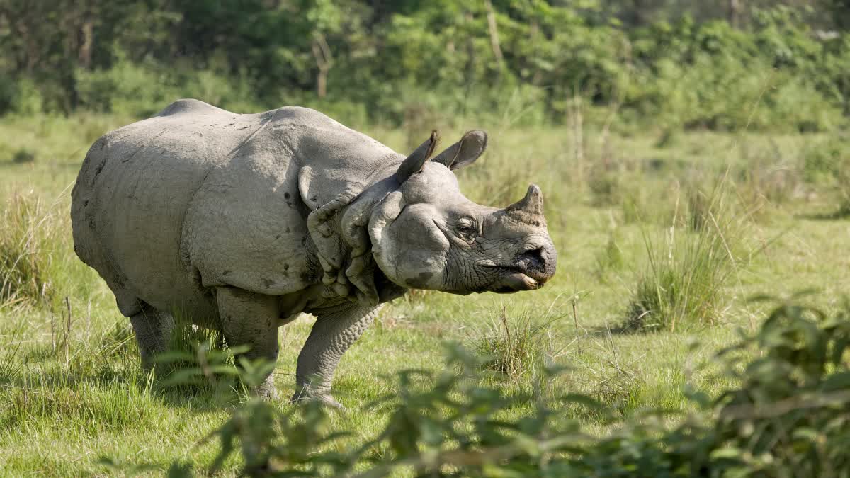 மூவாயிரம் ஆண்டுகளுக்கு முன் கோவையில் வலம் வந்த காண்டாமிருகங்கள் ...