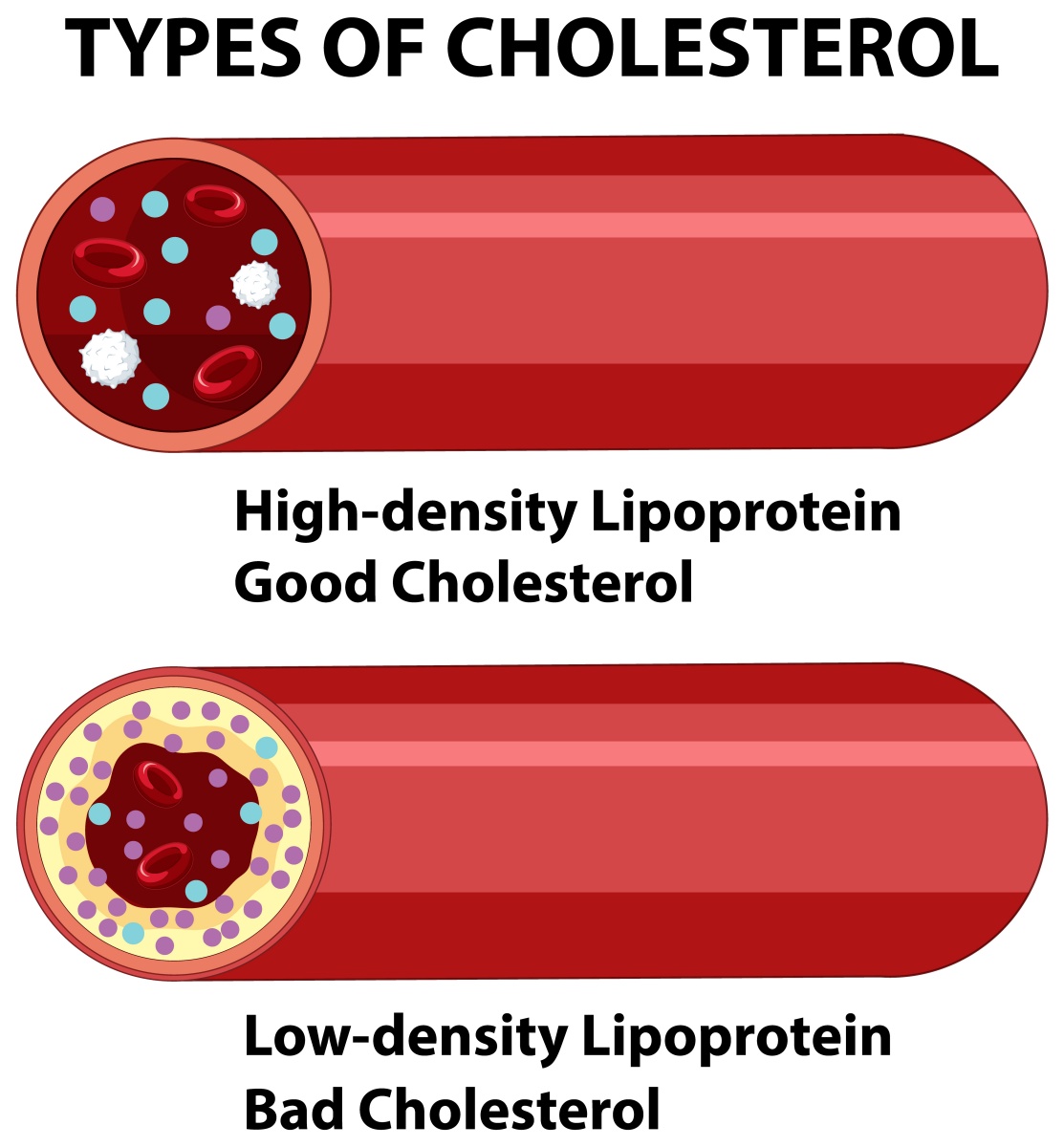 Essential Facts You Need To Know About Cholesterol And Oil