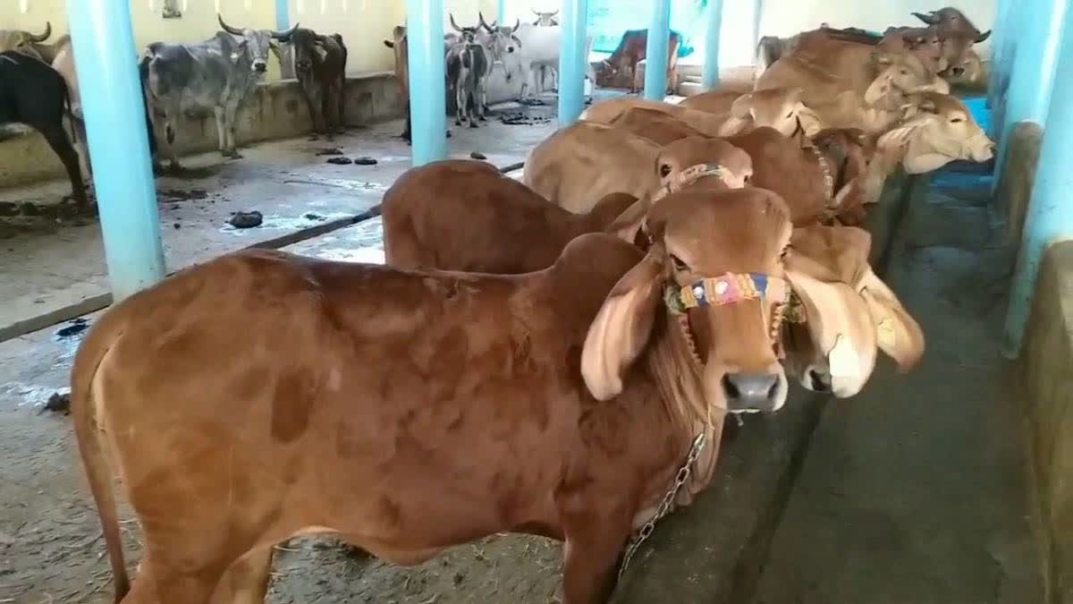 Gir Cows: This Indian Breed Dominates The Global Market In Milk Production