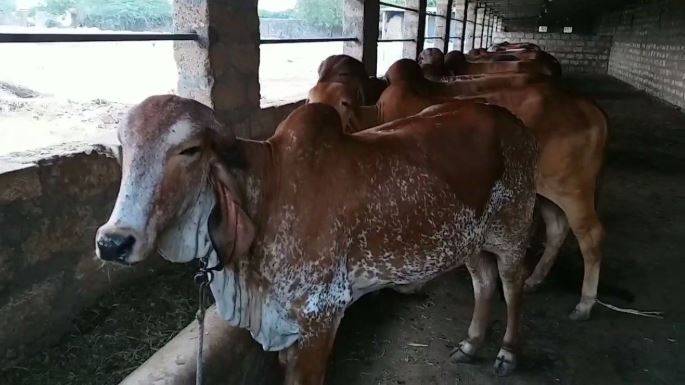 Gir Cows: This Indian Breed Dominates The Global Market In Milk Production