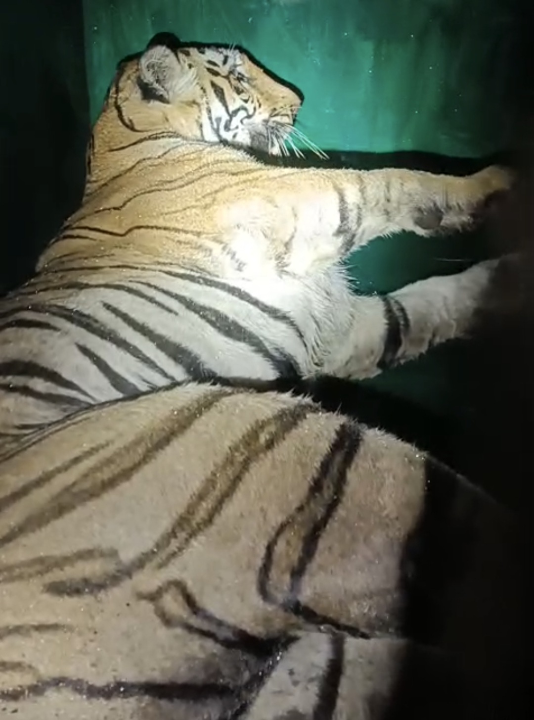 चंद्रपुरात चार महिलांचा खात्मा करणारी ती वाघीण परतवाड्यात; मेळघाटात ...