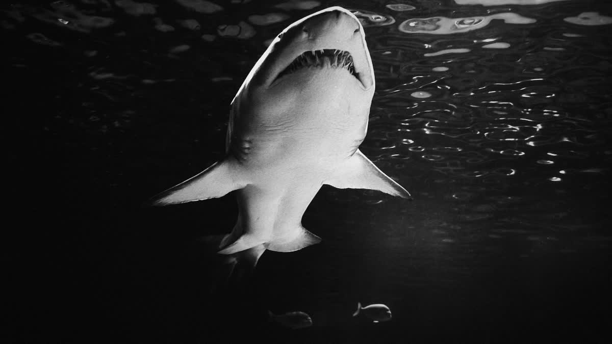 Explained: How Female Sharks Make Babies Alone In Italy