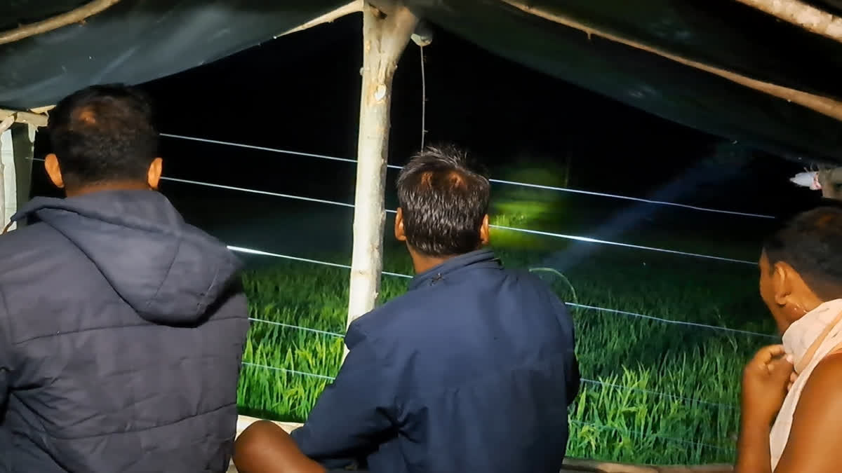 Villagers In Angul Spend Sleepless Nights Guarding Crops From Wild Animals