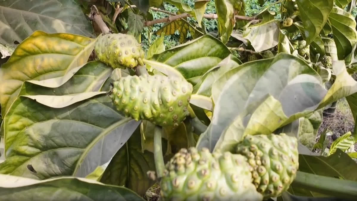 Medicinal Noni Fruit Finds New Home In Odisha, Balasore Farmers Look Up ...