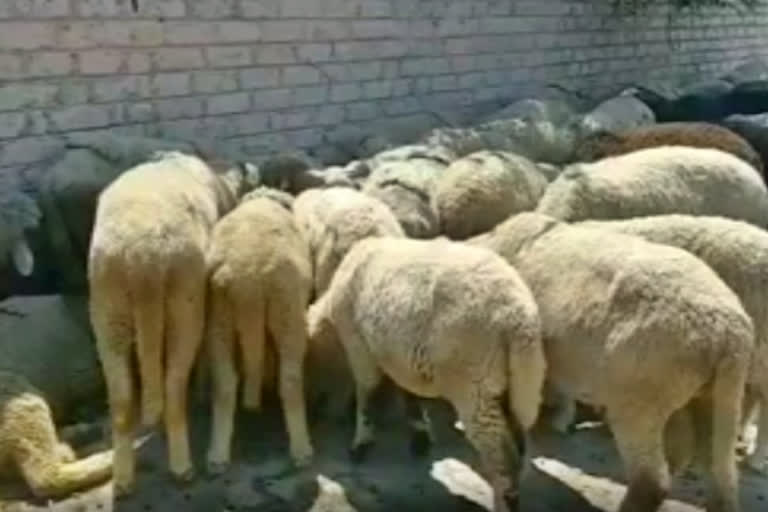 Slump in the sale of sacrificial animals