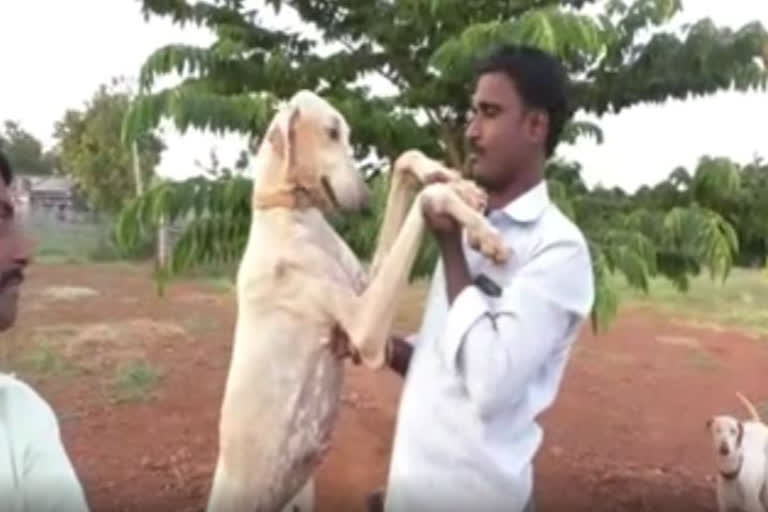 Indian breed Mudhol dogs now a part of SPG team
