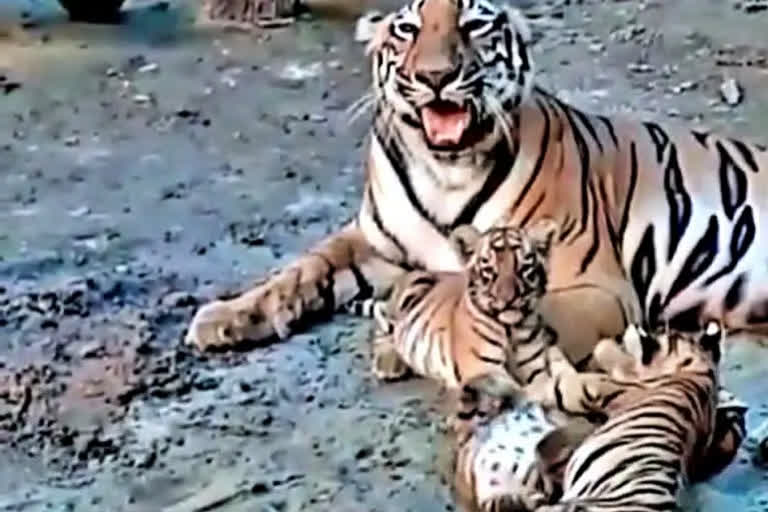 Tigress 'mausi' takes care of cubs left behind by her dead sister at MP ...