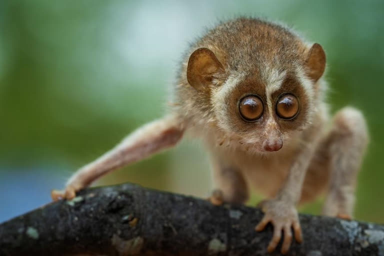 Tamil Nadu notifies India's first Slender Loris sanctuary