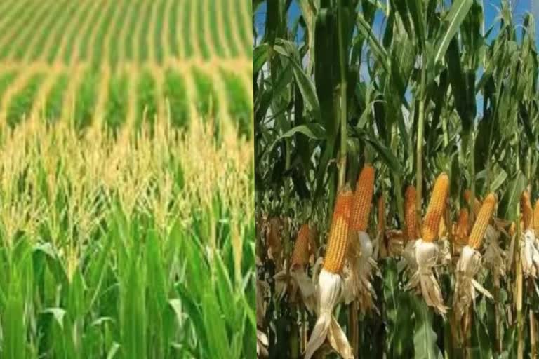 Corn Farming: बेमौसमी धान का विकल्प बनेगा मक्का, 50 प्रतिशत अनुदान में ...