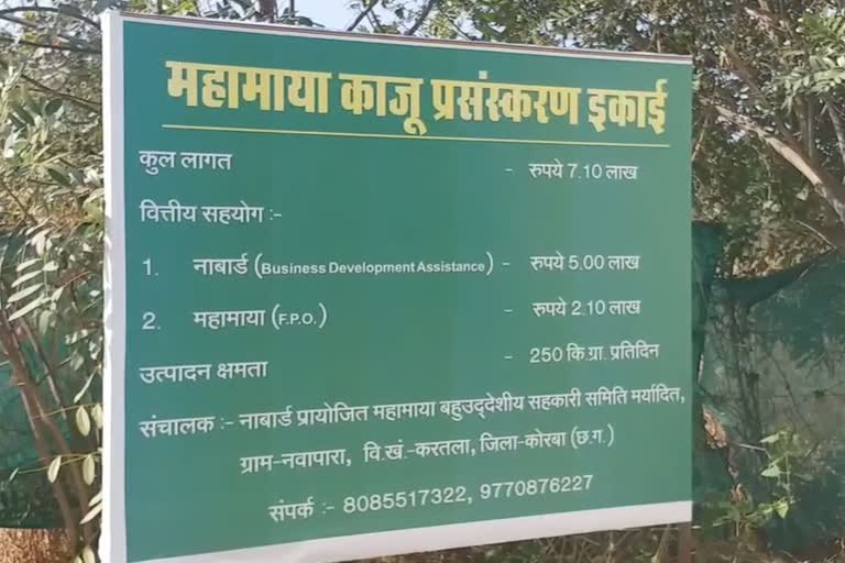 Tribal farmers in Chhattisgarh's Korba switch to cashew cultivation ...