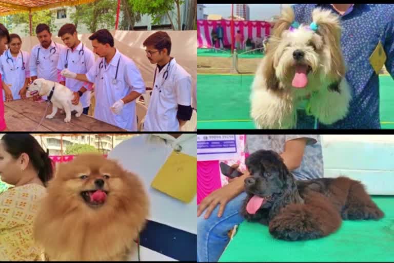 Navsari Dog Show in Gujarat big draw among canine lovers far and wide