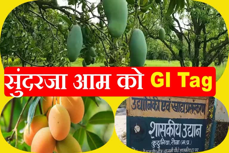 Rewa Sunderja Mango: रीवा के सुंदरजा आम को मिला GI टैग, डाक टिकट भी हो ...