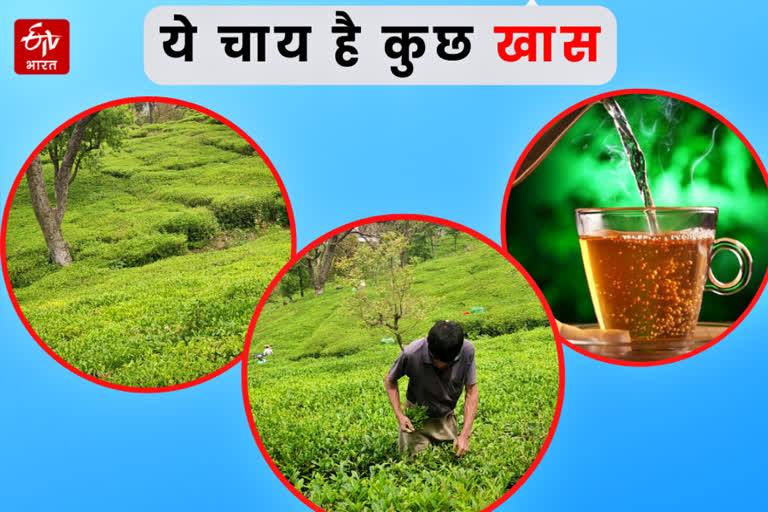 हिमाचल प्रदेश की कांगड़ा TEA को मिला GI टैग, खासियतें जानकर आप भी हो ...