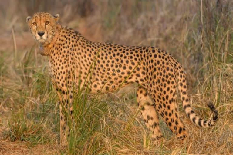 Task Force members have no cheetah management experience: Centre tells SC
