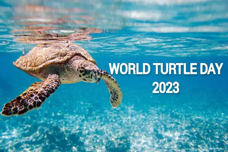World Turtle Day 2023: આજે વિશ્વ કાચબા દિવસ, જાણો ઉપયોગીતા અને મહત્વ